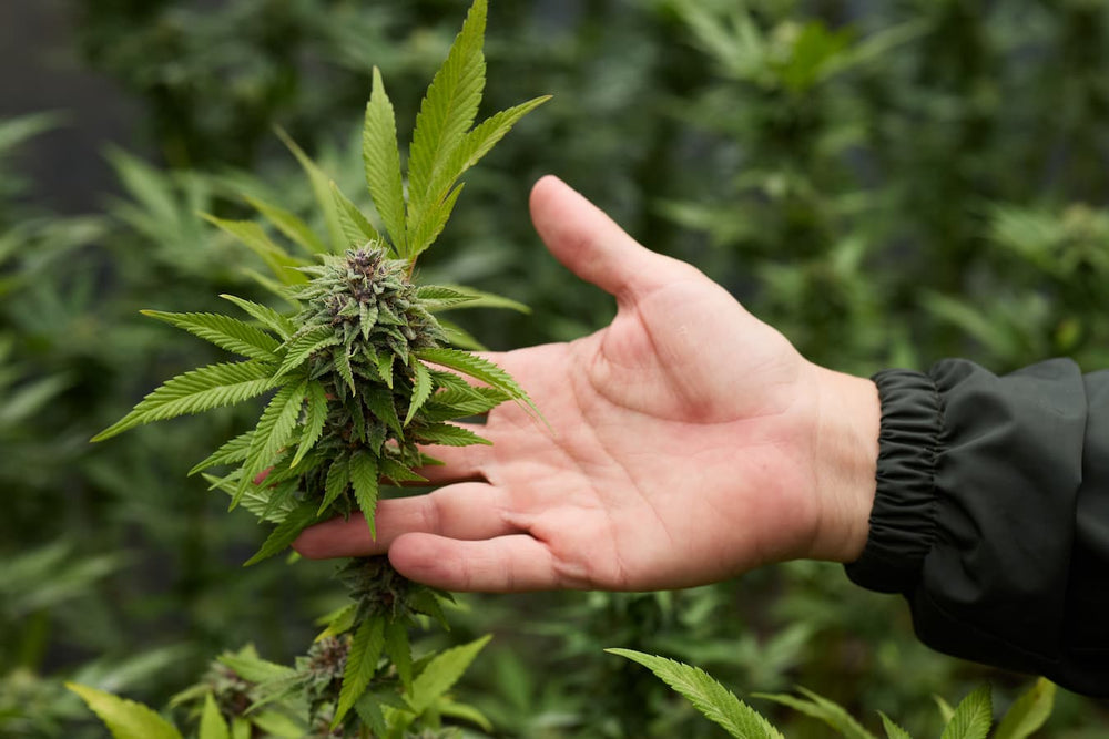 Is Delta-9 Considered “Synthetic Cannabis”? – Clean Remedies